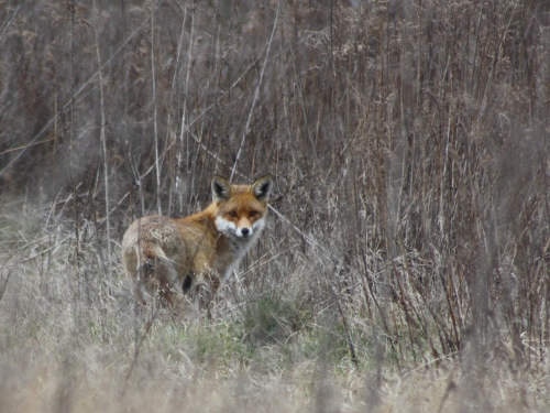 Füchse in der Stadt 01.09.2019 | 14:00