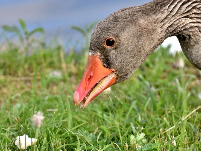 Dumme Gans, gescheite Gans 05.03.2020 | 13:20 - 13:50 Uhr